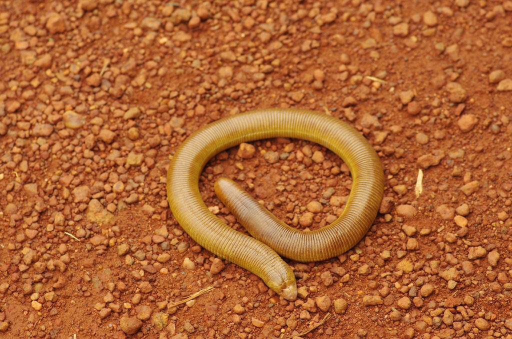 Amphisbaena alba (Linnaeus, 1758) – CHUNB